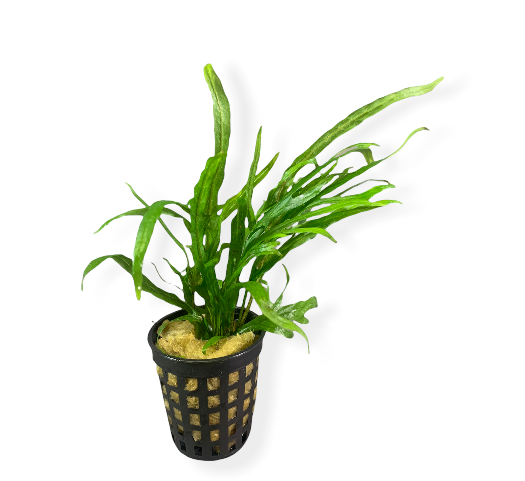 Microsorum pteropus 'Trident' | Vodnísvěty.cz - Akvária, jezírka a ...